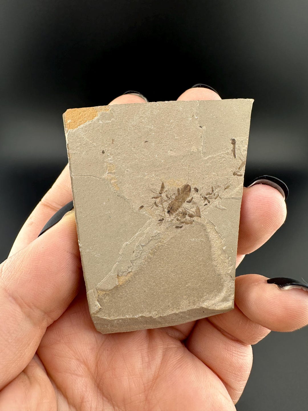 Cockroach and Gnats - Fossil Plate - Eocene Age - Green River Form ...