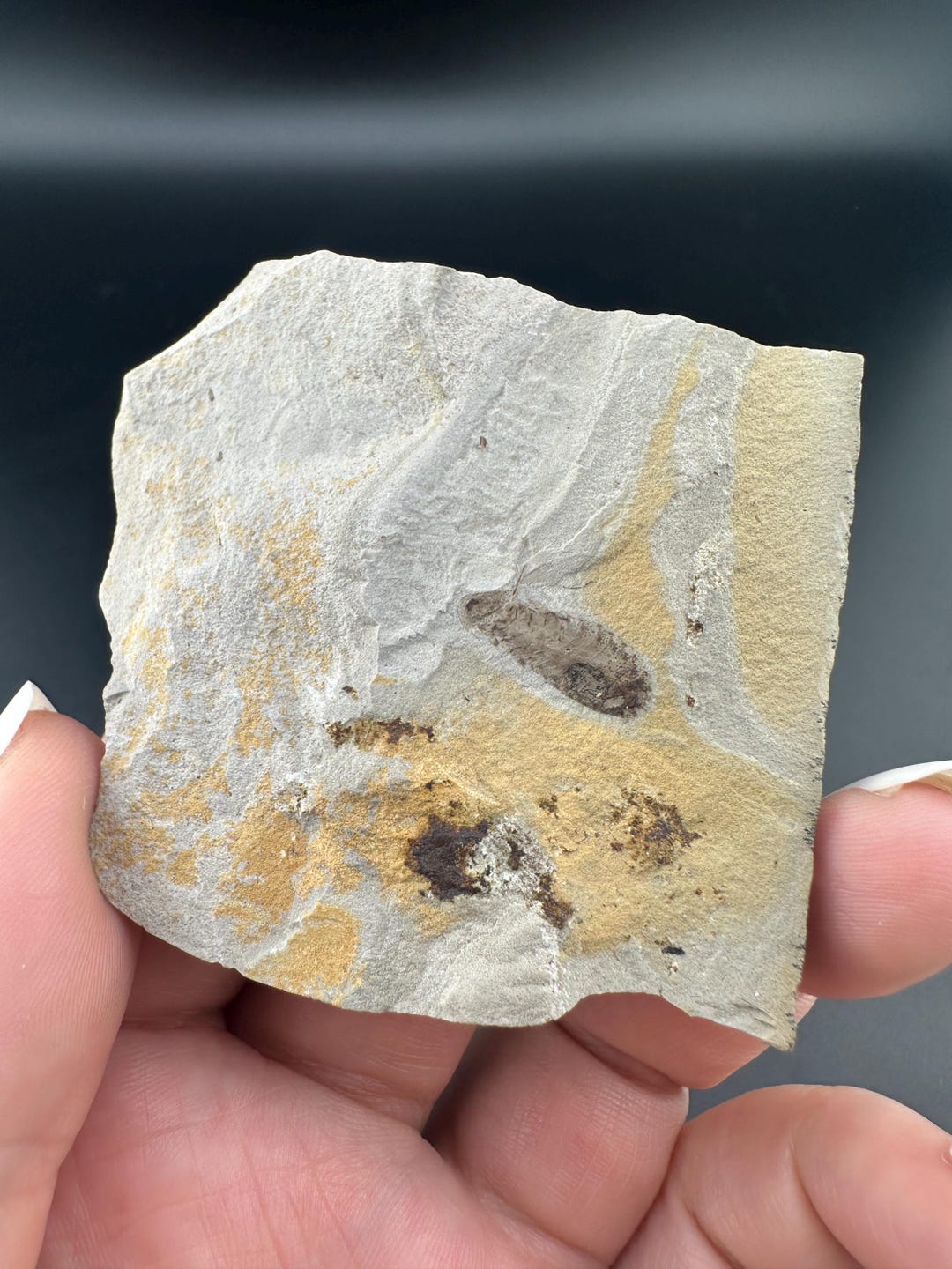 Grasshopper ? Larva - Nematode Worm Parasite - Fossil Plate - Etsy