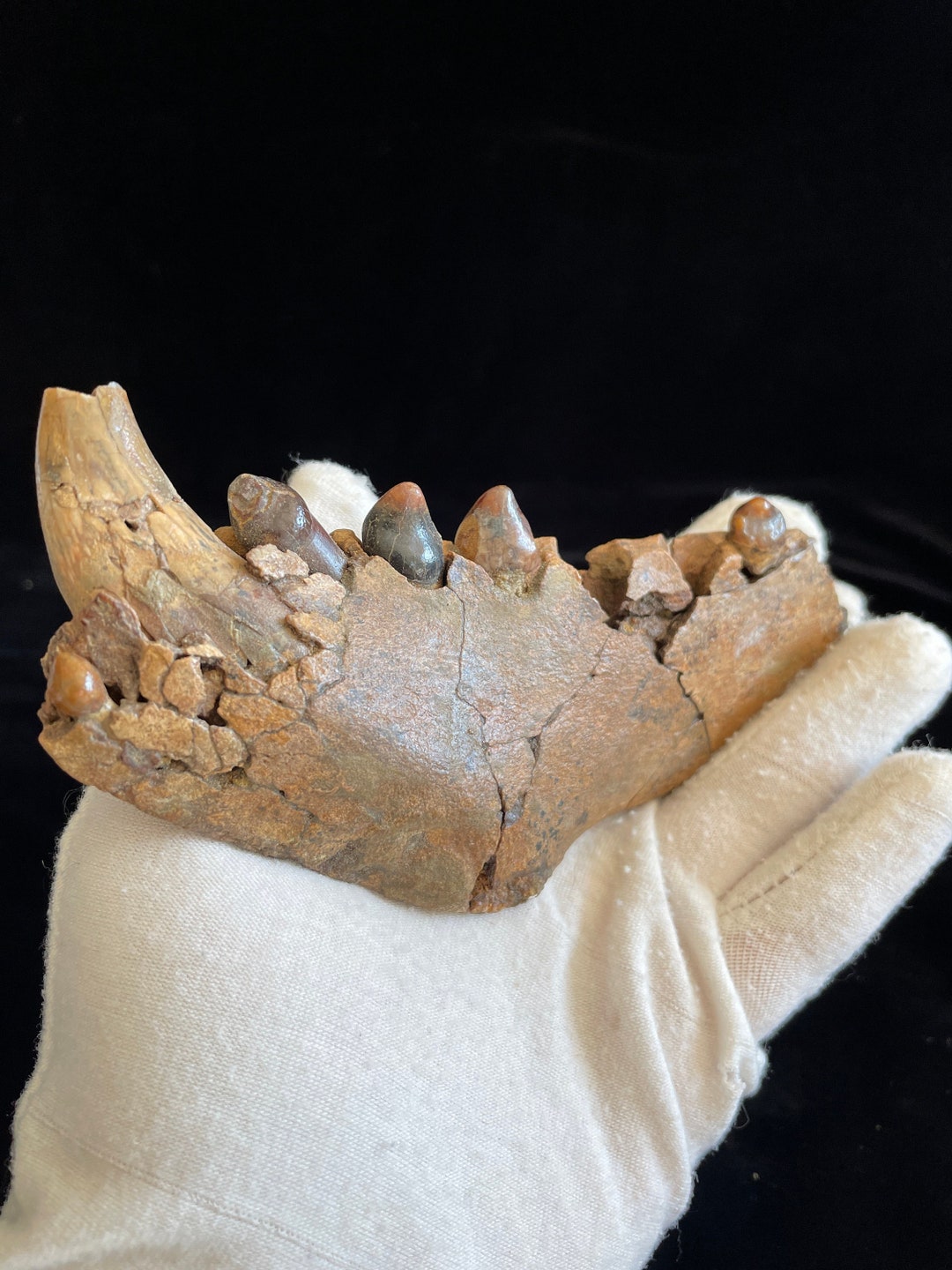 Rare Sea Lion Mandible Fossil Neotherium Sp. Miocene Age - Etsy