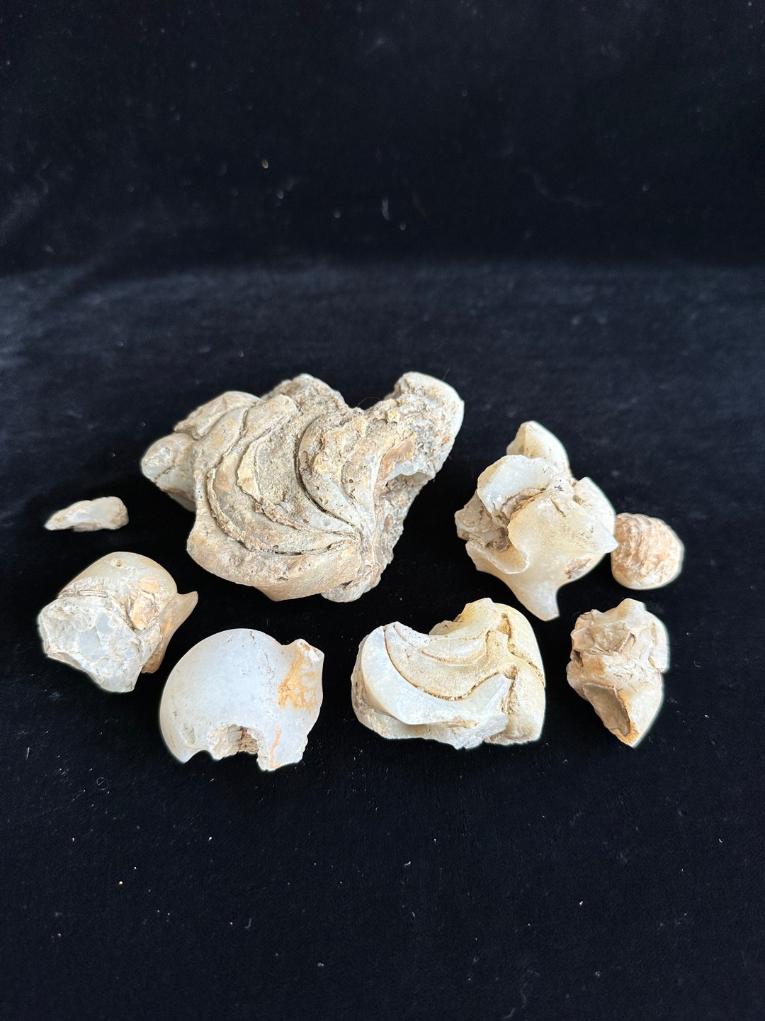 Chambered Nautilus Fossil in Pieces - Large- Aturia Angustata - Miocene ...