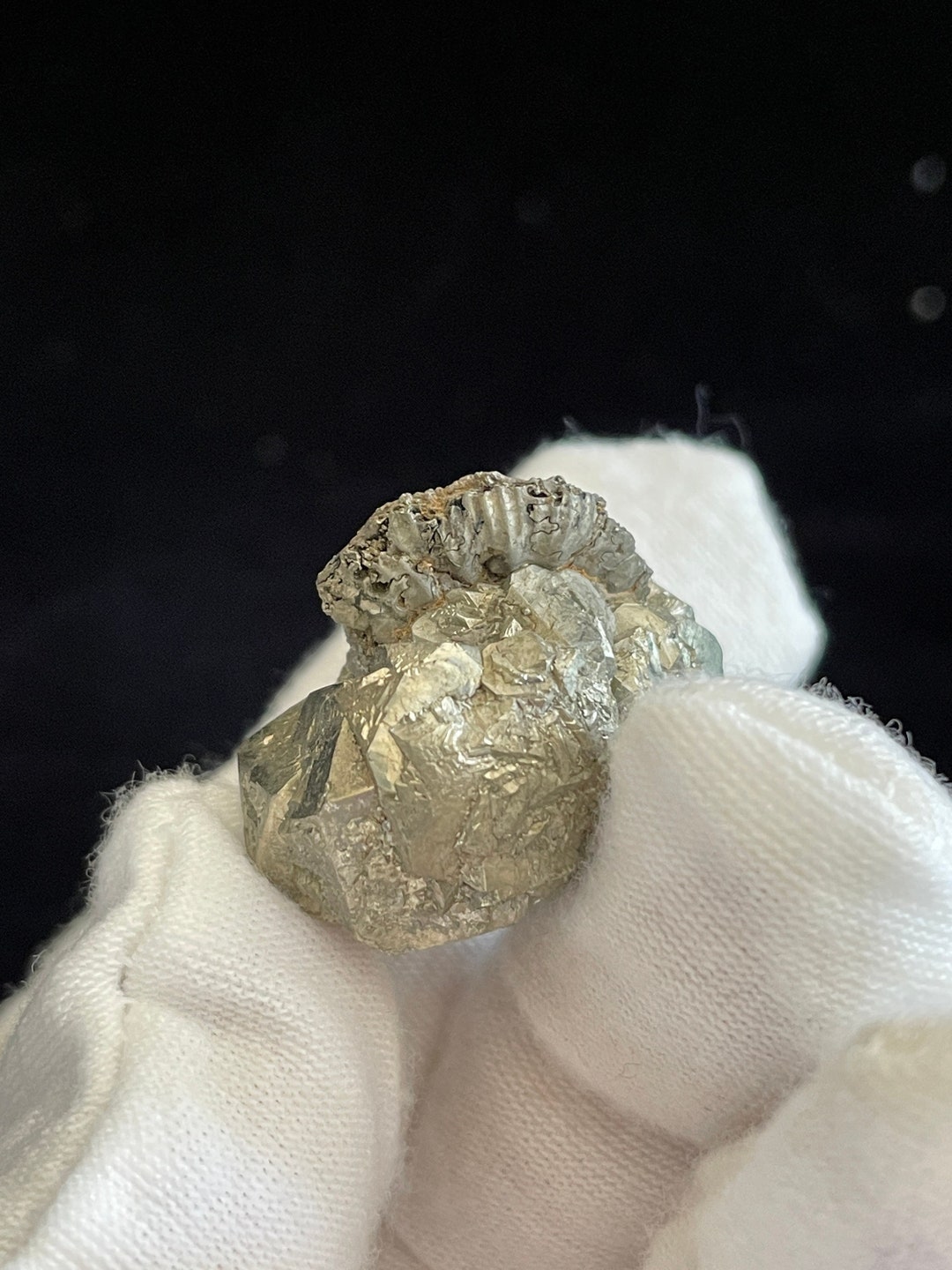 Pyrite Pseudomorph After Ammonite Fossil Colignoceras Sp. Cretaceous ...