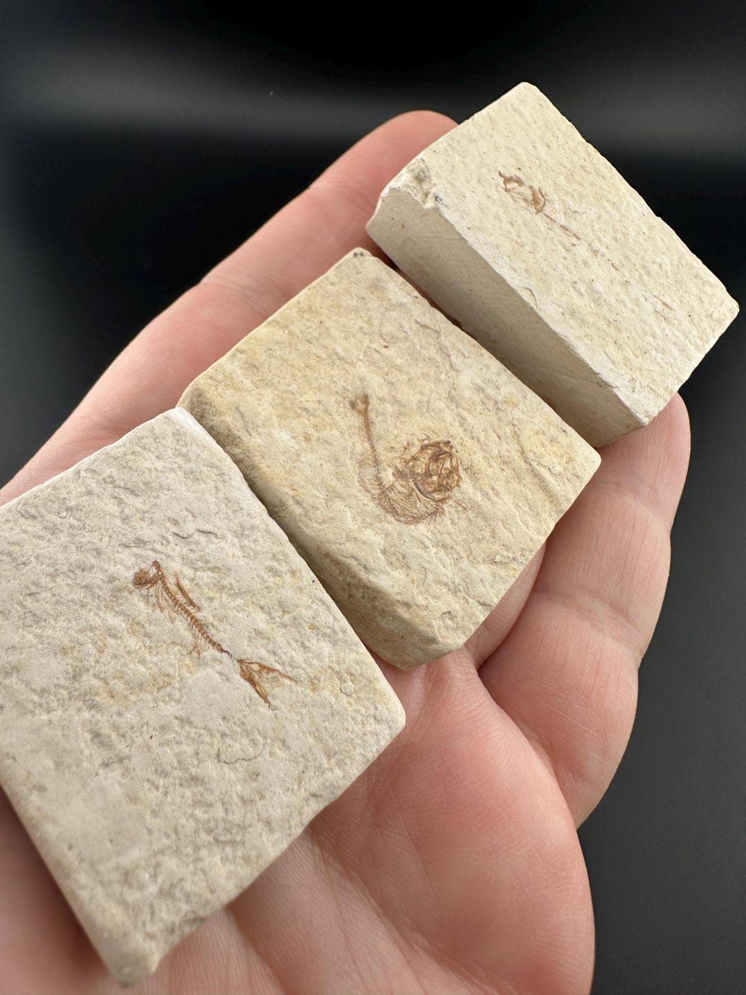 Juvenile Fish Fossils - Lot of 3 - Wyoming - Etsy