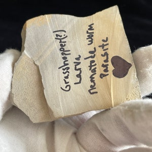 Grasshopper ? Larva - Nematode Worm Parasite - Fossil Plate - Etsy