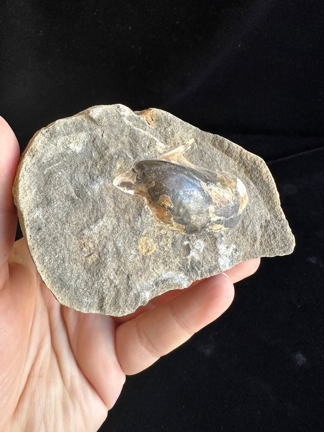 Clam Shell in Concretion Display Fossil Fox Hill Formation South Dakota ...