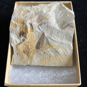 Grasshopper ? Larva - Nematode Worm Parasite - Fossil Plate - Etsy