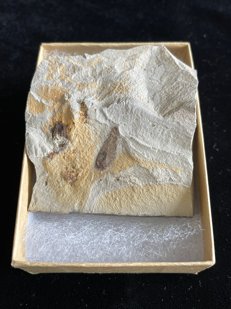 Grasshopper ? Larva - Nematode Worm Parasite - Fossil Plate - Etsy