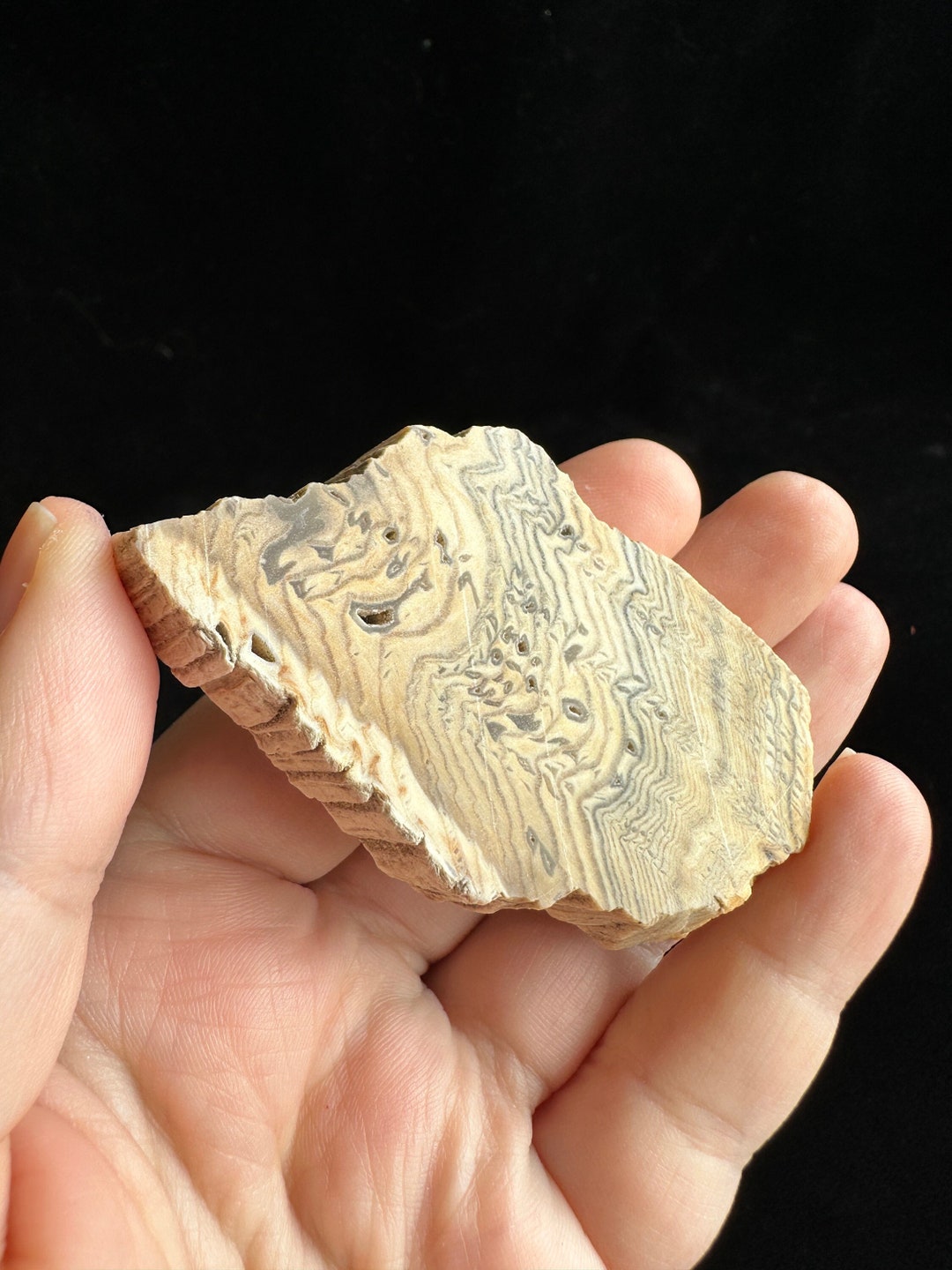 Hells Canyon Petrified Wood Rough Lapidary Slab Along the Snake River ...