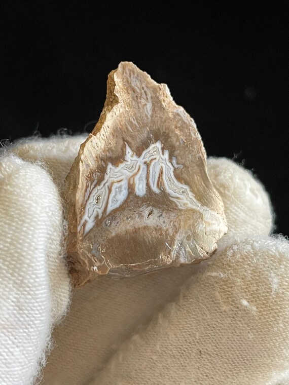 Cycad Cone Fossil Sliced and Polished Black Hills South - Etsy