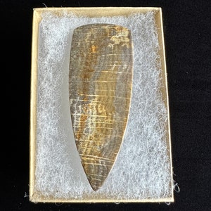 Petrified Wood Stinking Water Golden Oak Shield Cabochon Polished ...