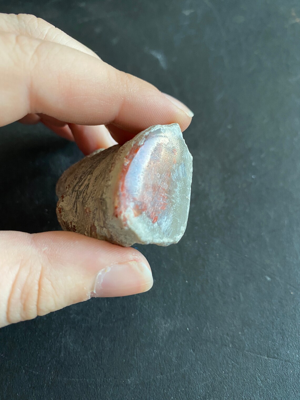 RARE Large Red Horn Coral Utah Polished 73g | Etsy