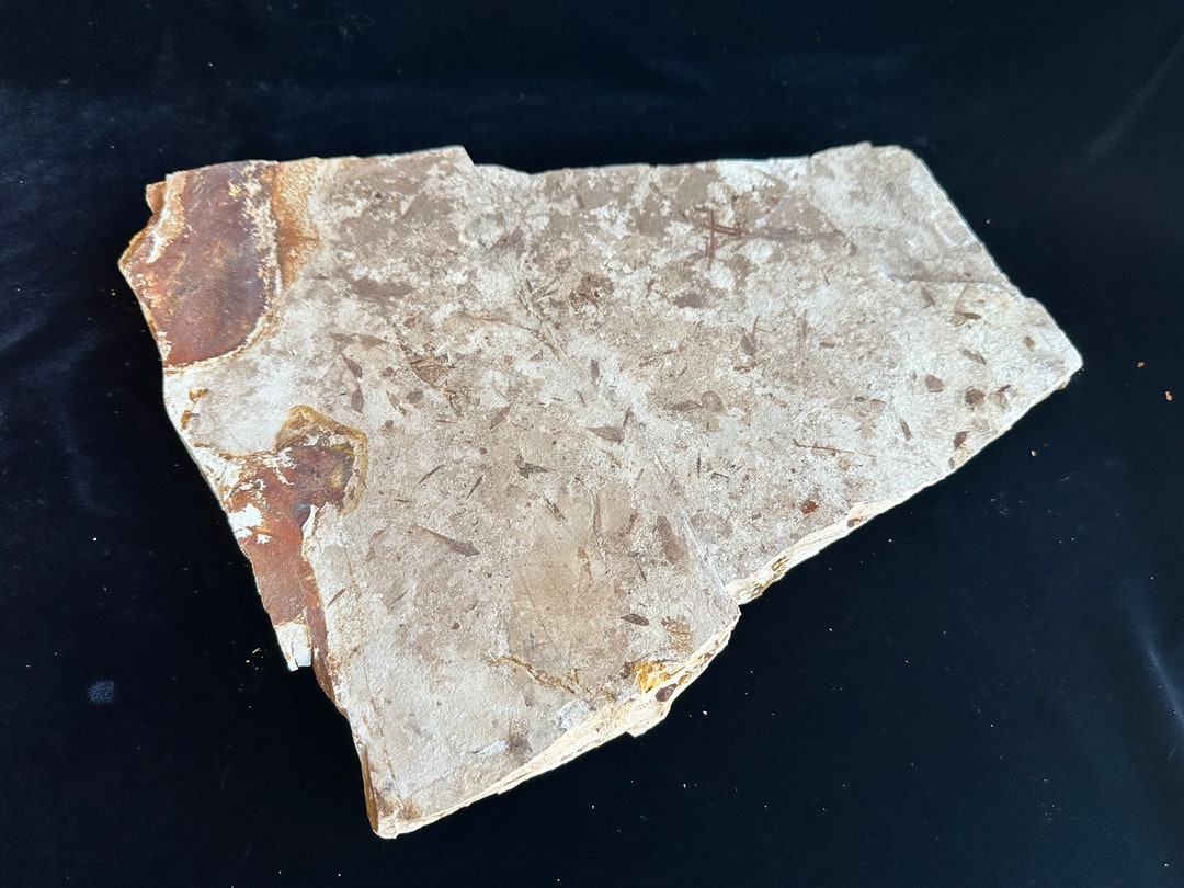 Plant and Leaf Fossil Plate Fossil, Oregon - Etsy