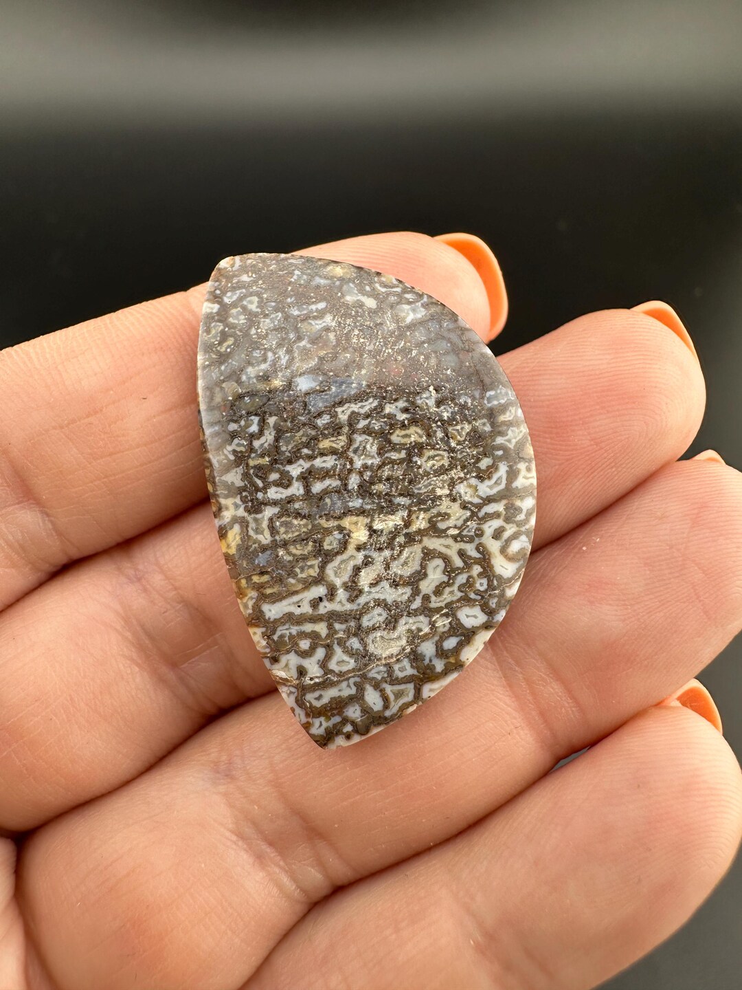 Dinosaur Gem Bone - Polished Cabochon - Etsy