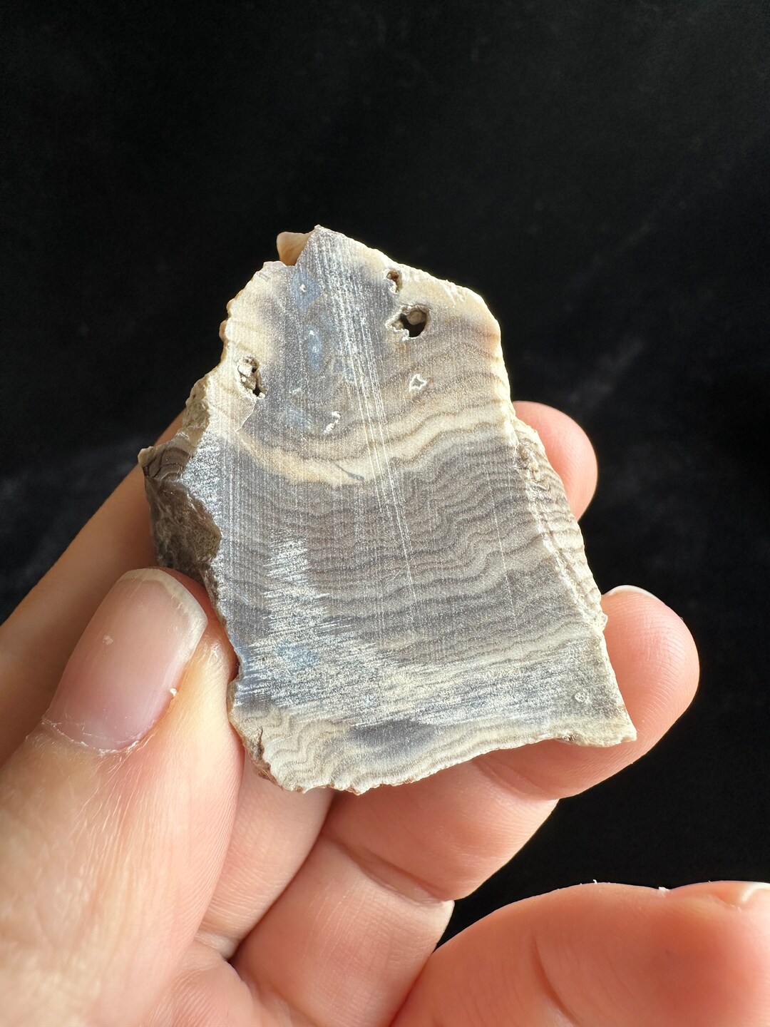 Hells Canyon Petrified Wood Rough Lapidary Slab Along the Snake River ...