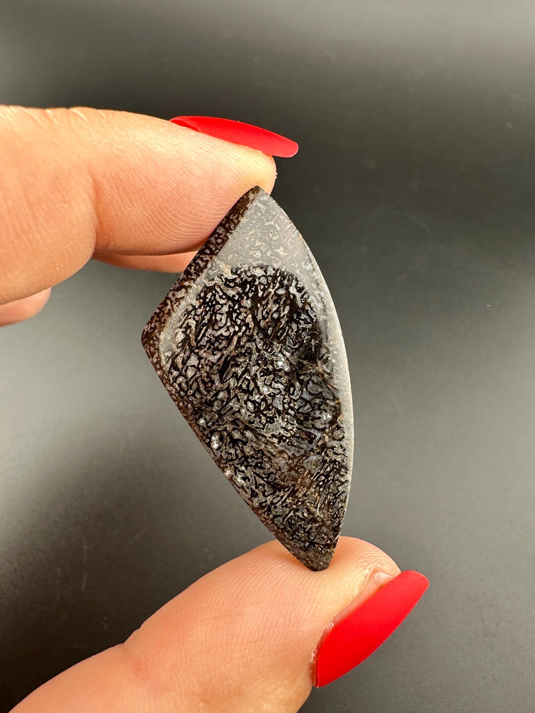 Dinosaur Bone - Freeform Cabochon - Gem Bone - Etsy