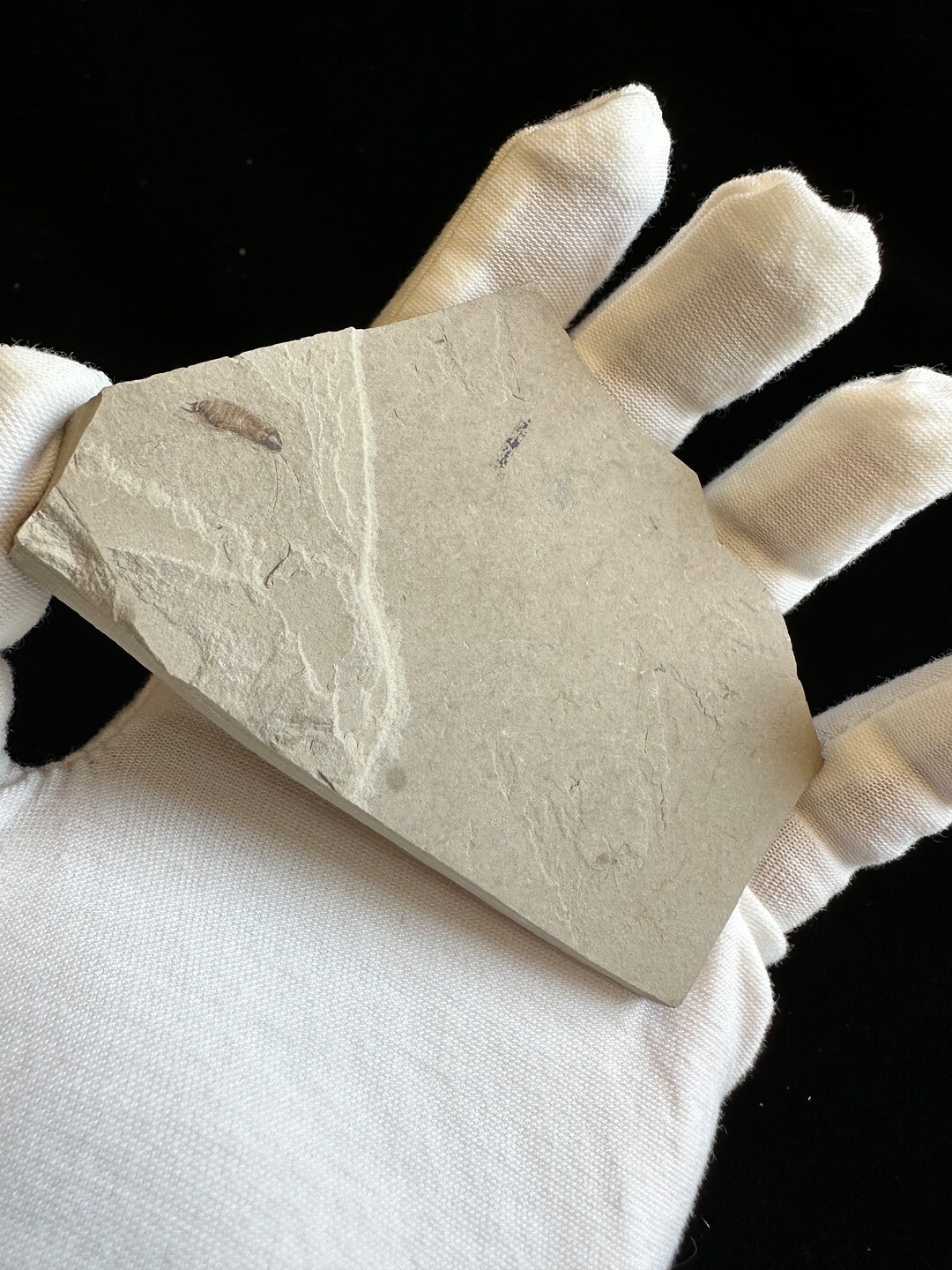 Roach and Spider Rare Fossil Plate Eocene Age Lake Uinta Deposits Green ...