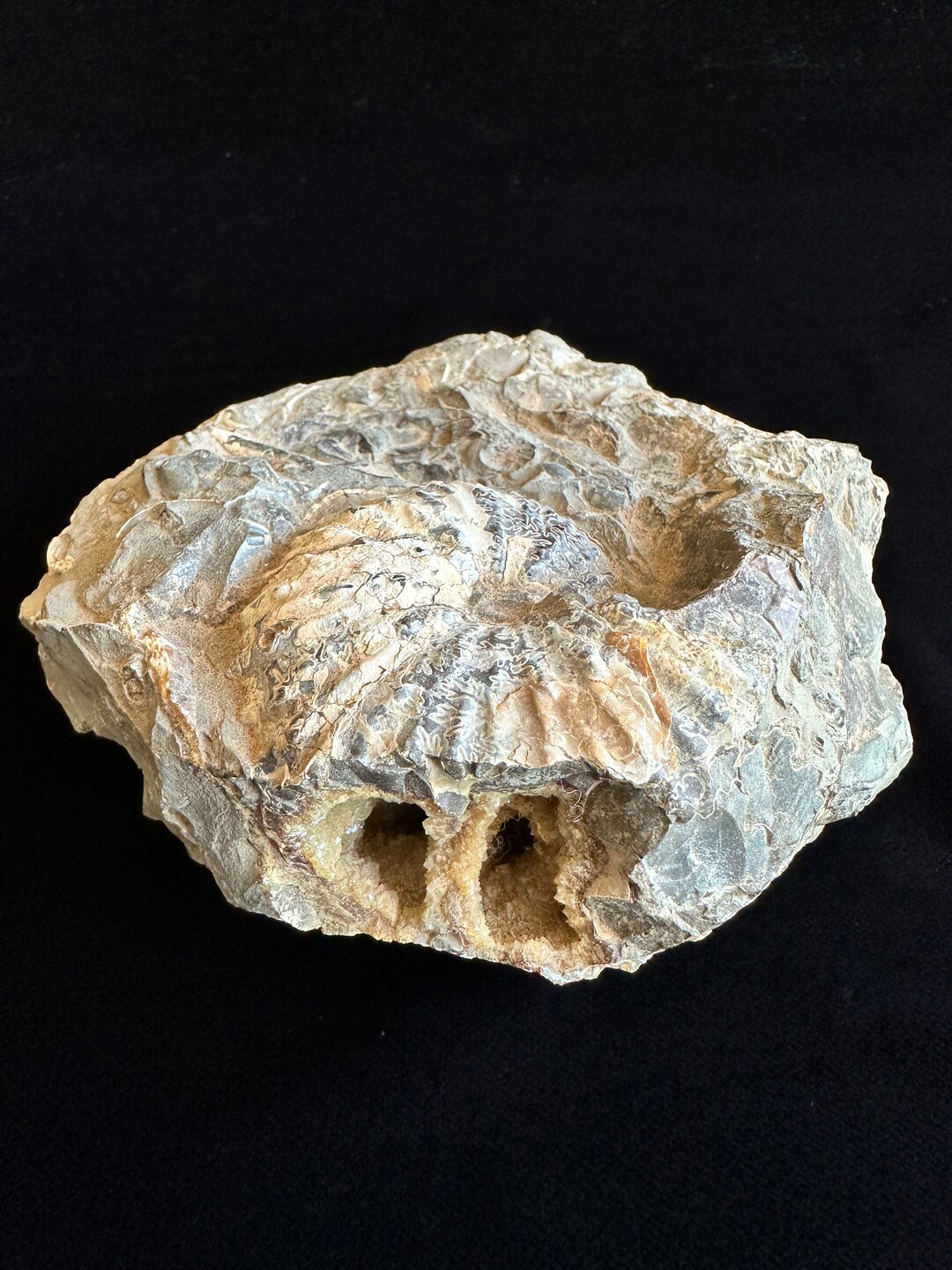 Nautilus Shell Fossil With Druzy Quartz Pockets - South Dakota - Etsy