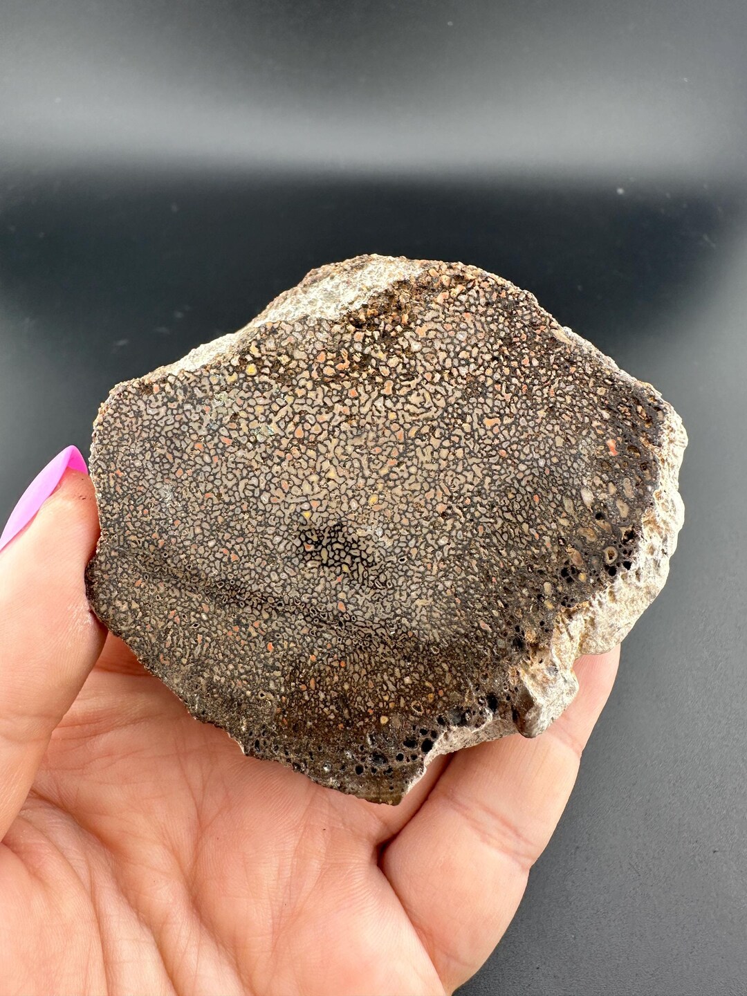 Rare Dinosaur Gem Bone Raw Unpolished Lapidary End Half Fossil - Etsy