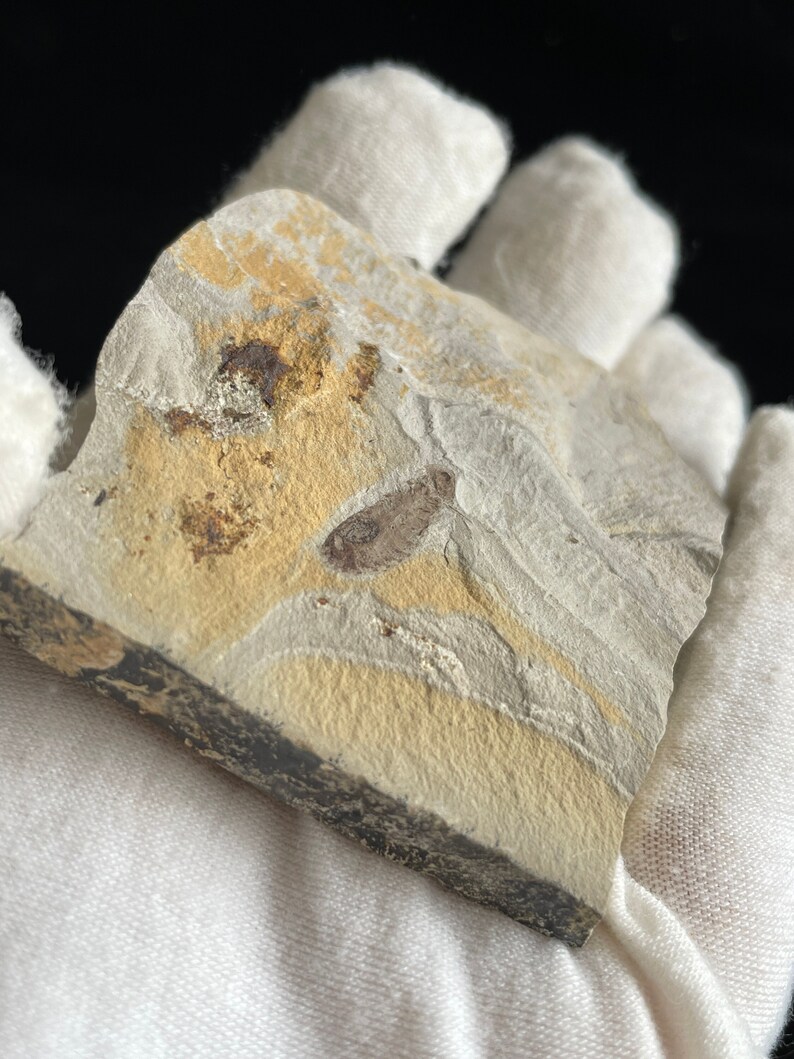 Grasshopper ? Larva - Nematode Worm Parasite - Fossil Plate - Etsy