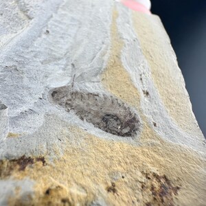 Grasshopper ? Larva - Nematode Worm Parasite - Fossil Plate - Etsy