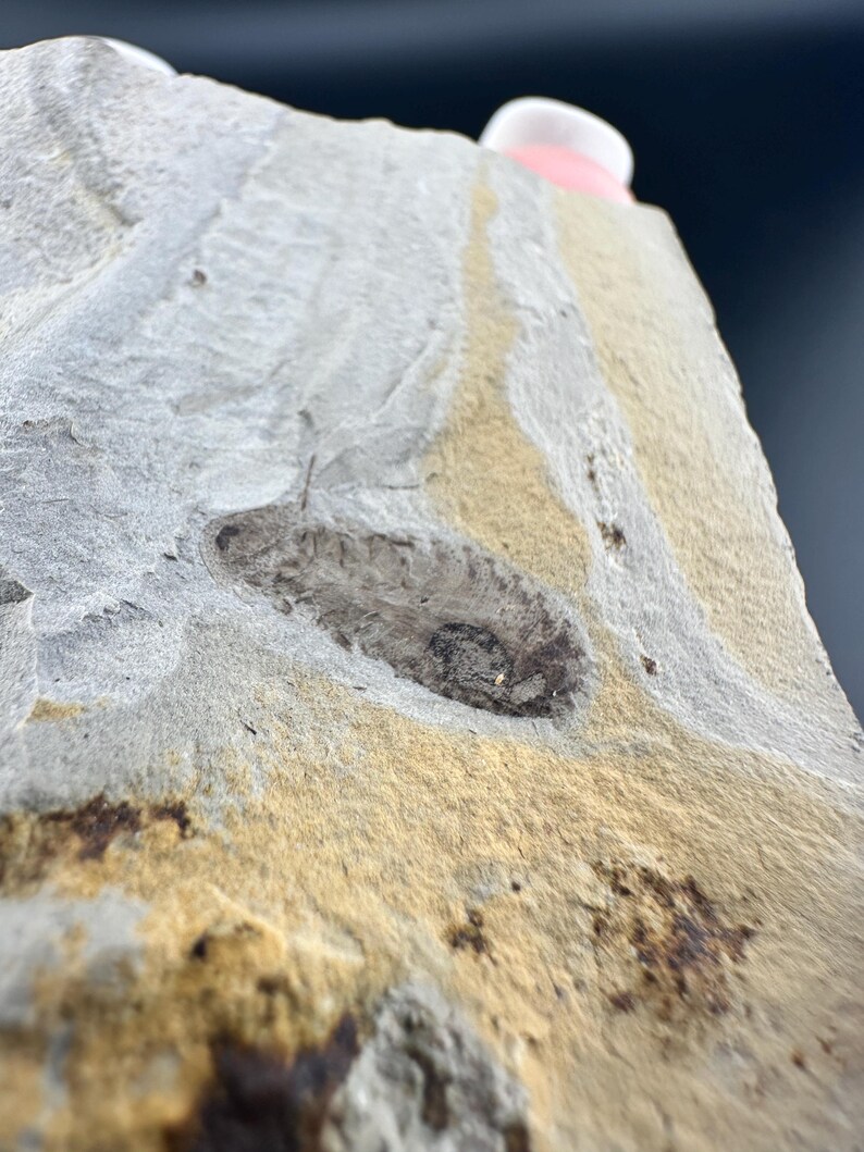 Grasshopper ? Larva - Nematode Worm Parasite - Fossil Plate - Etsy