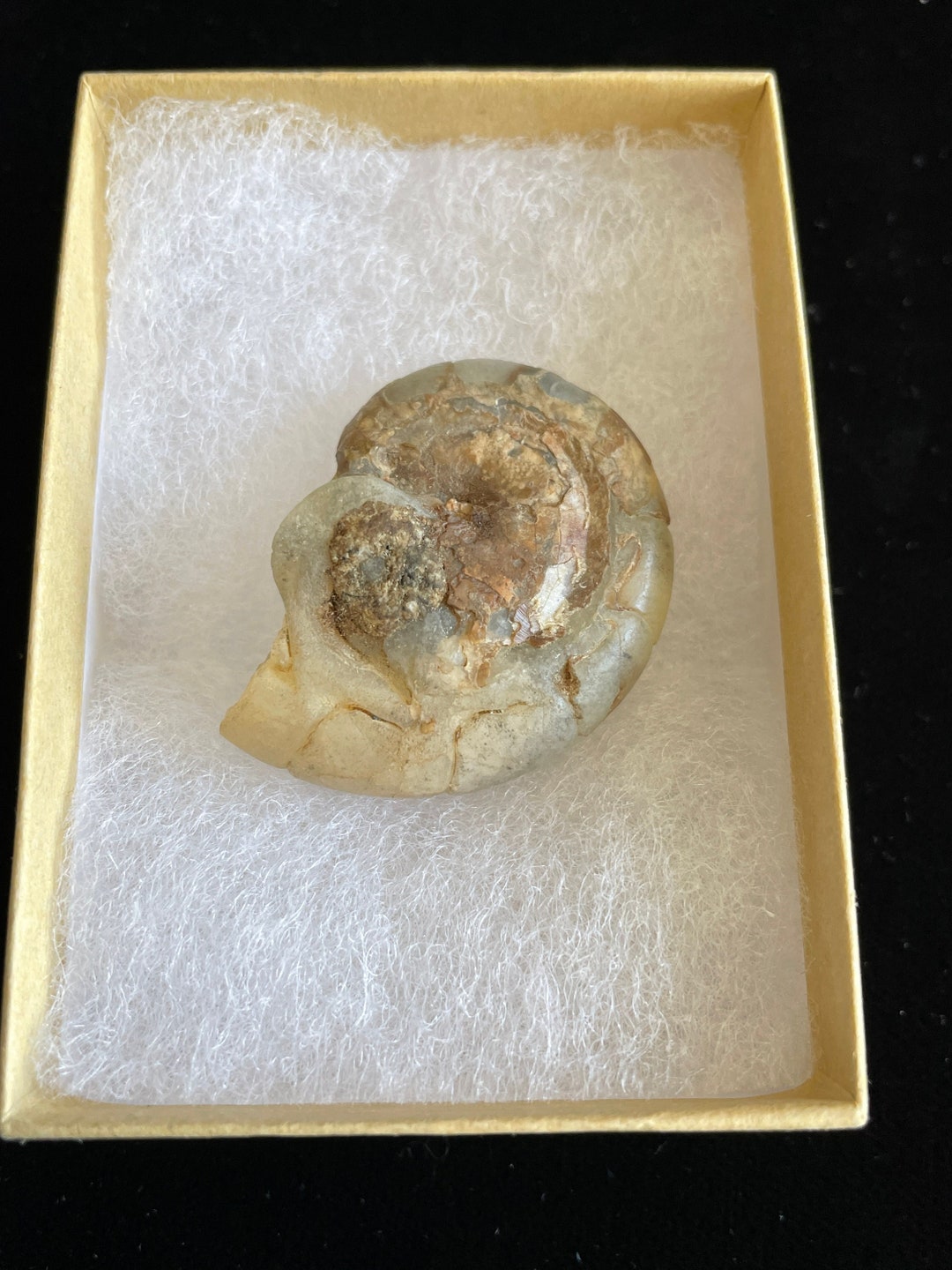 Chambered Nautilus Fossil Aturia Angustata Miocene Age - Etsy Canada