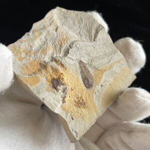 Grasshopper ? Larva - Nematode Worm Parasite - Fossil Plate - Etsy