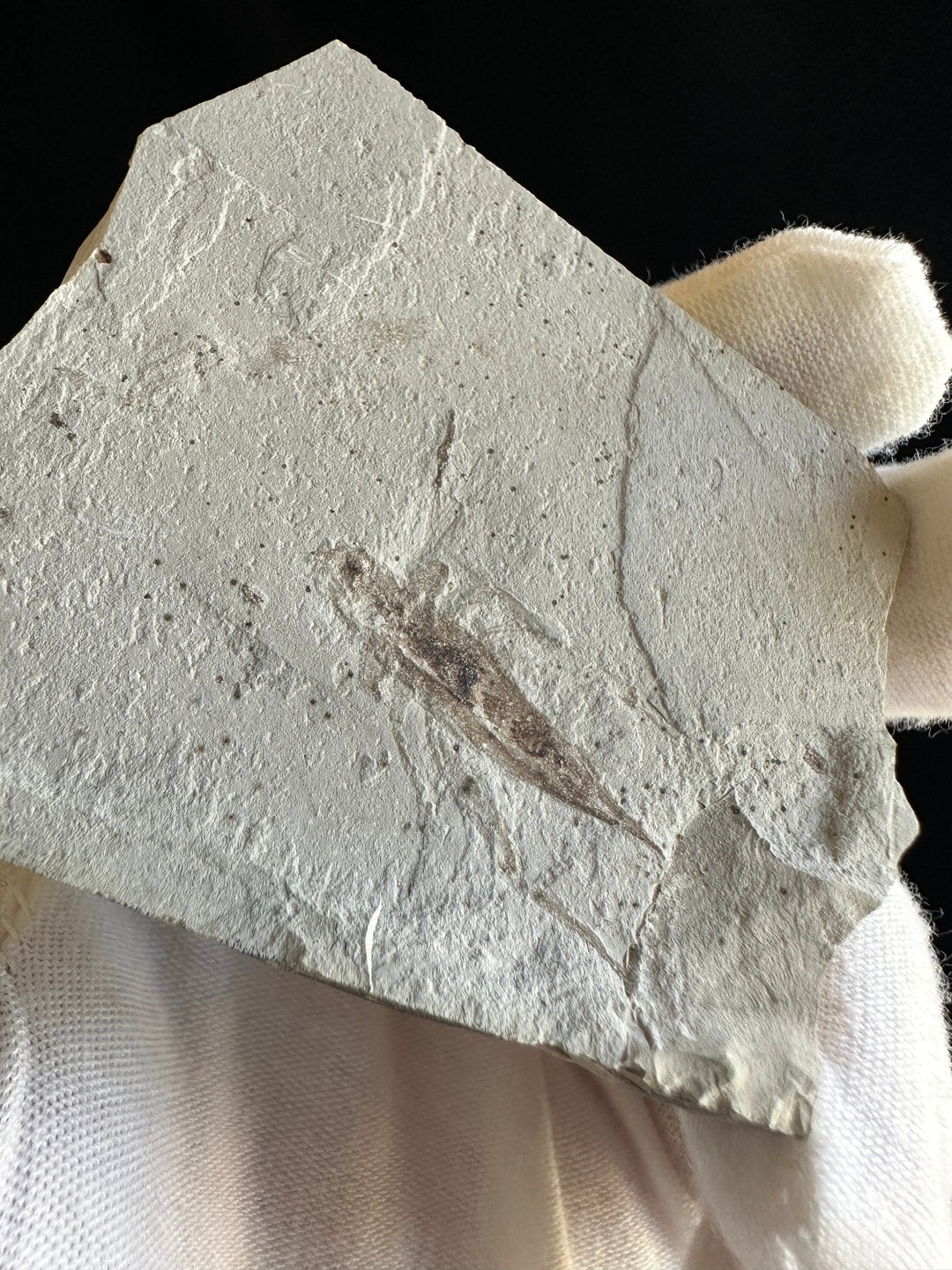 Grasshopper Fossil Plate Eocene Age Lake Uinta Deposits Green River ...