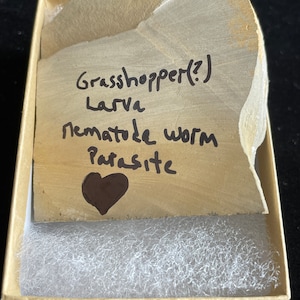 Grasshopper ? Larva - Nematode Worm Parasite - Fossil Plate - Etsy
