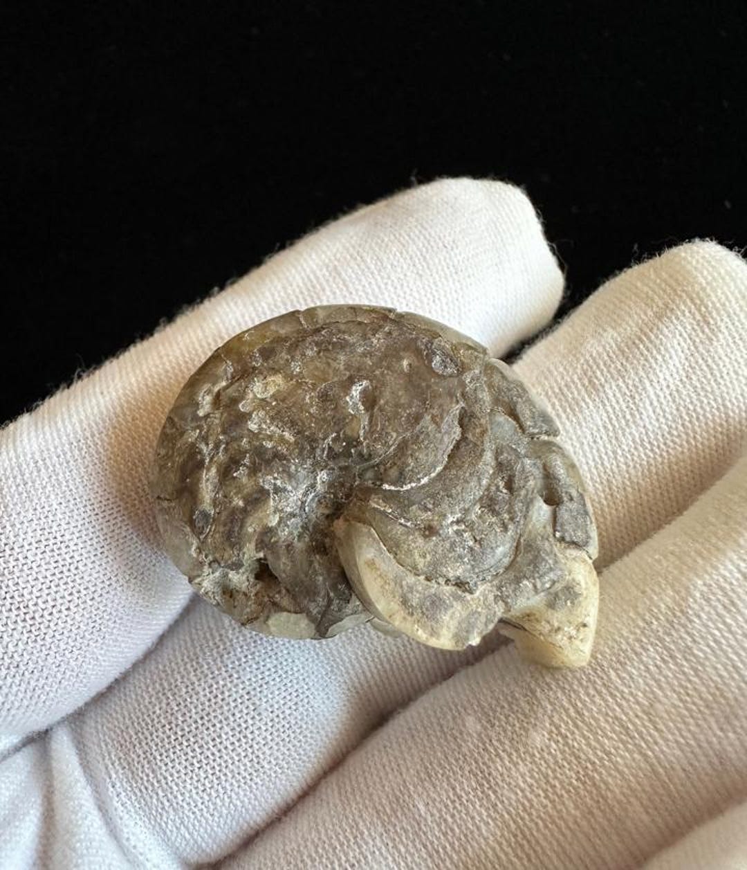 Chambered Nautilus Fossil – Aturia Angustata – Miocene (7–11 MYA ...