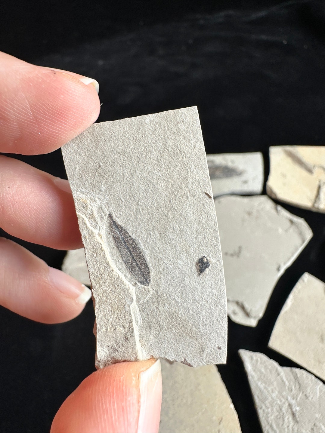 Insect and Plant Lot Fossil Plates Eocene Age Lake Uinta Deposits Green ...