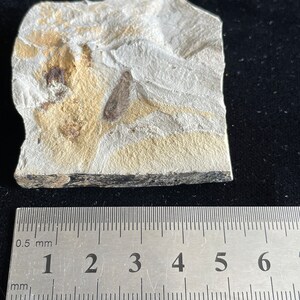 Grasshopper ? Larva - Nematode Worm Parasite - Fossil Plate - Etsy