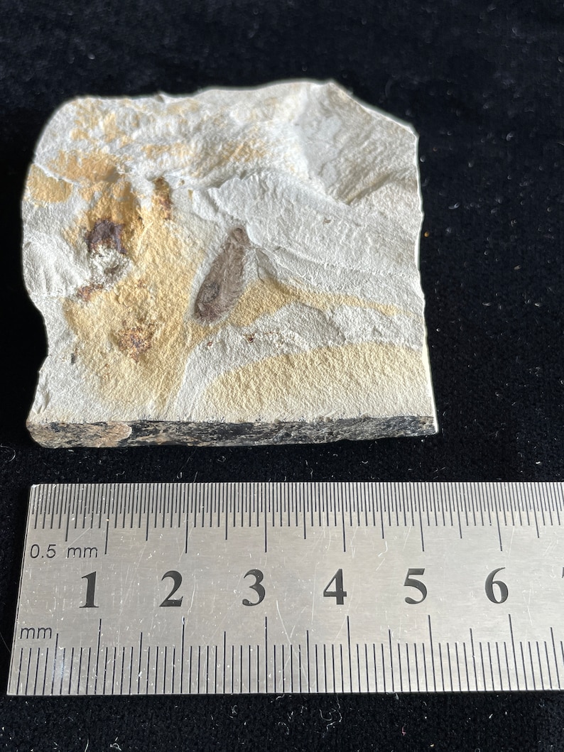 Grasshopper Larva Nematode Worm Parasite Fossil Plate - Etsy