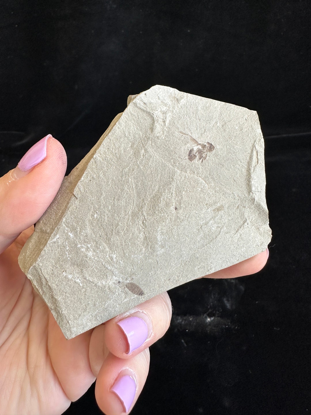 Insect Fossil Plate Green River Formation Rio Blanco County Colorado - Etsy