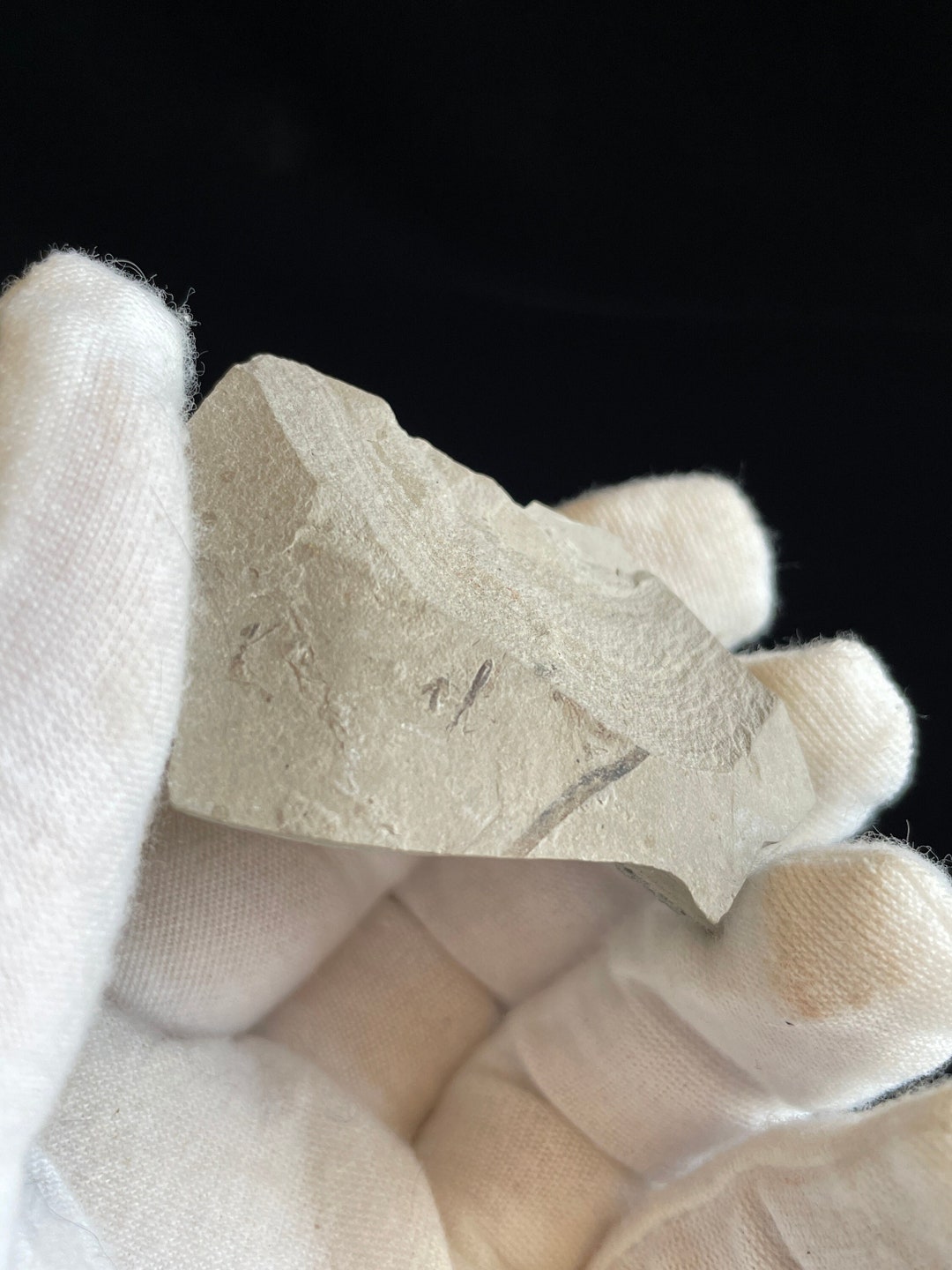 Rare Reduvid Insect "assassin Bug" - Fossil Plate - Green River ...