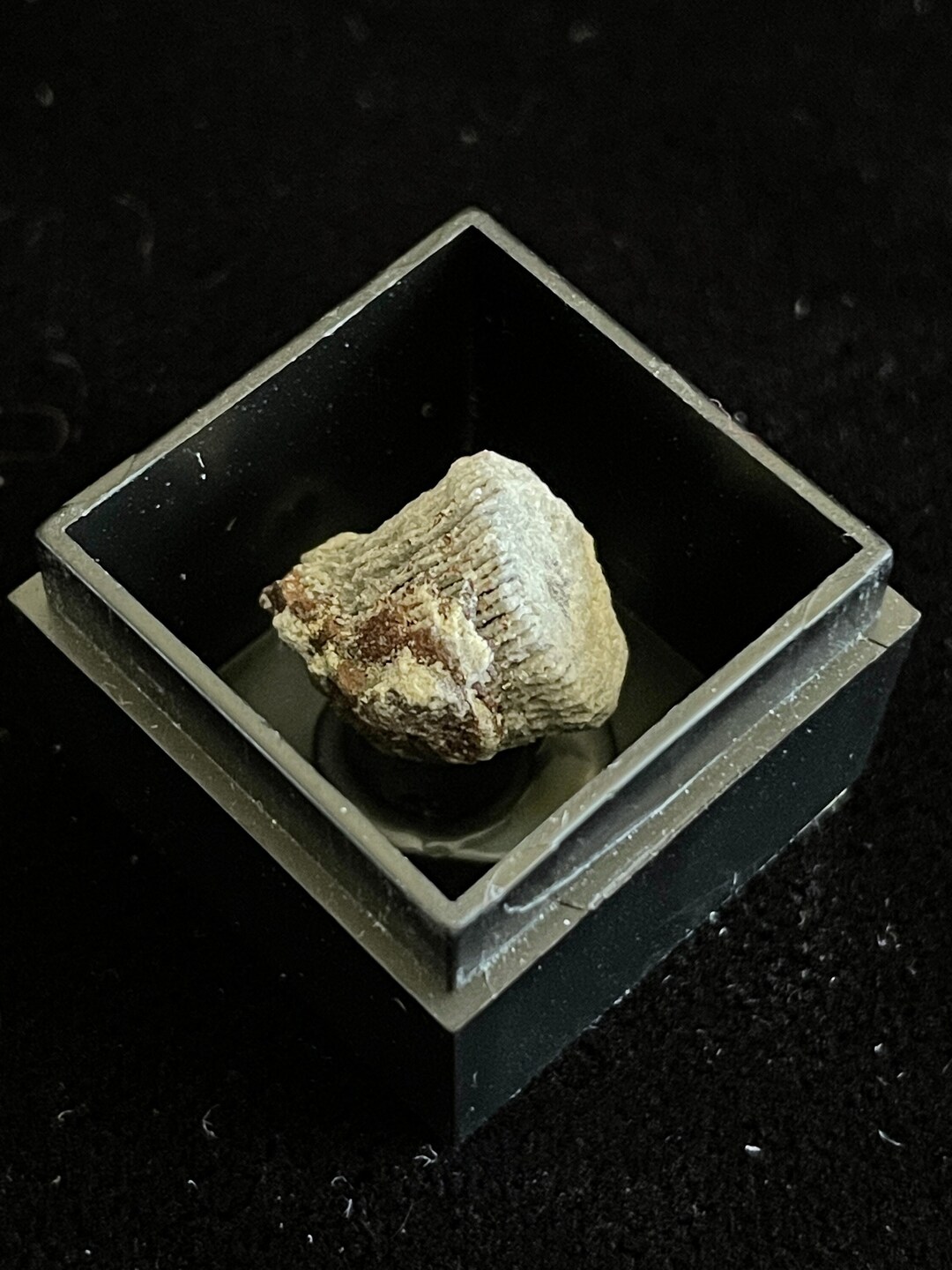 Coral Calcite - Pyrite on Calcified Coral - Micromount Crystal - Caesar ...