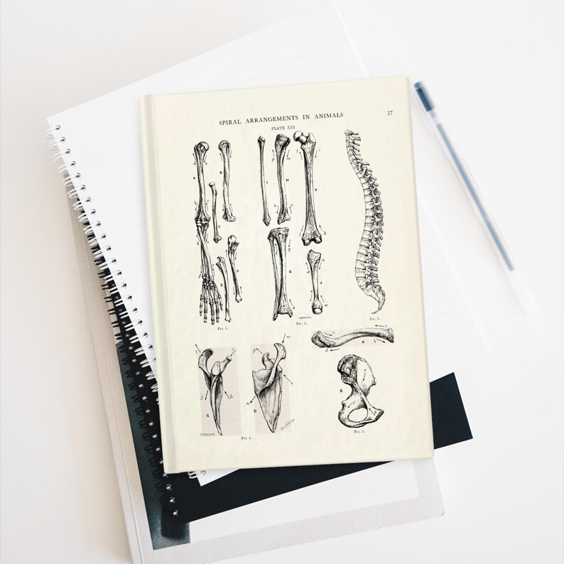 Anatomical Bone Blank Sketchbook, Vintage Anatomy Art, Sketchbook Gift ...