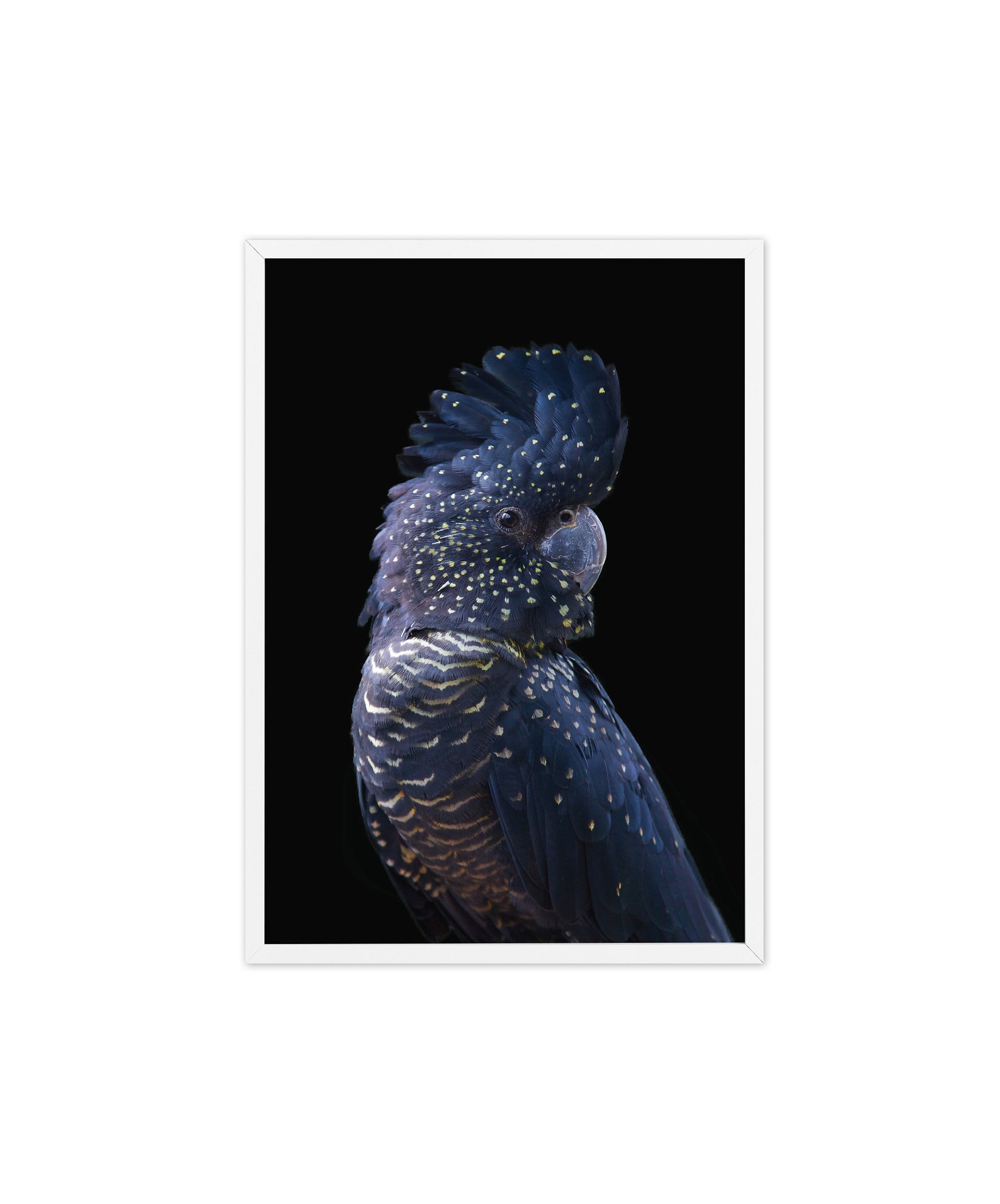 Black Cockatoo Art Print Poster Black Cockatoo Print Black Etsy