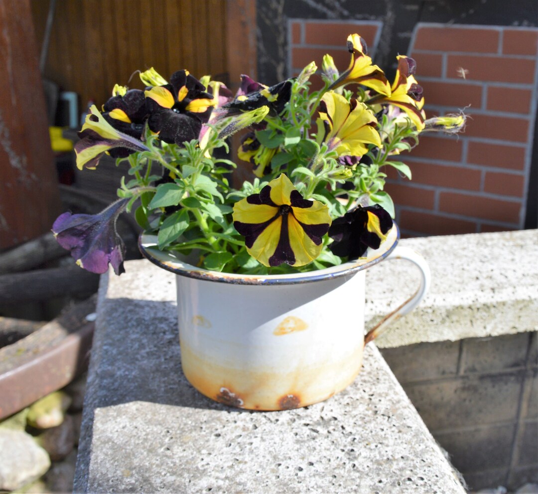Very Old Chamber Pot Used as a Flower Pot - Etsy