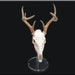 Clear European Pedestal Table Top Display Stand Euro Whitetail Deer ...