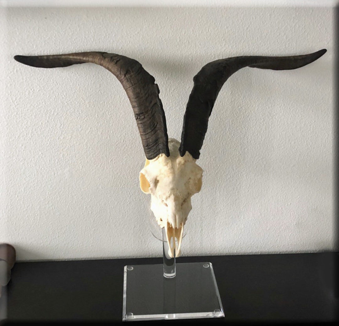 European Euro Mount Whitetail Deer Antler Display Clear Acrylic Stand ...