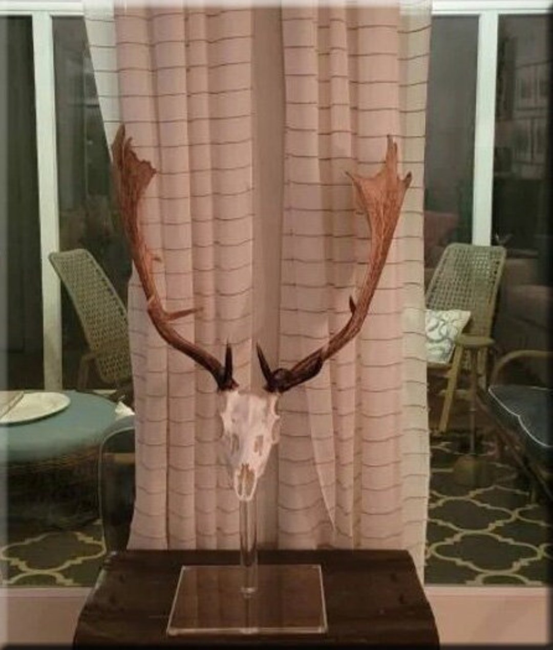 European Euro Mount Whitetail Deer Antler Display Clear Acrylic Stand ...