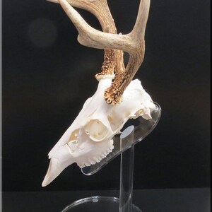Clear European Pedestal Table Top Display Stand Euro Whitetail Deer ...