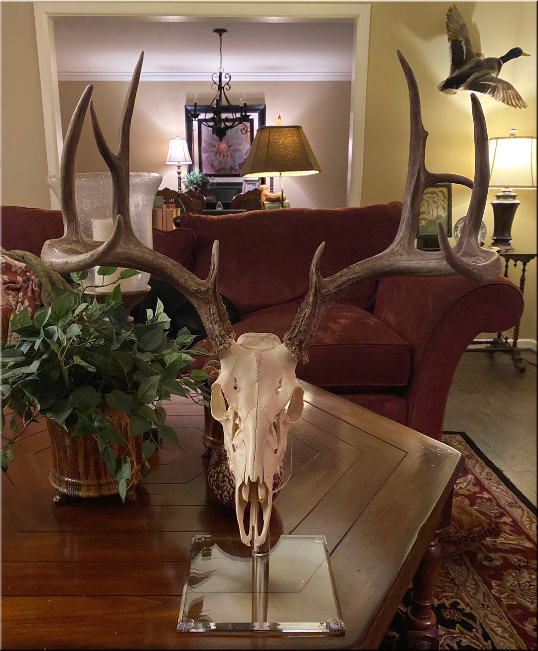 European Euro Mount Whitetail Deer Display Clear Acrylic Stand for ...