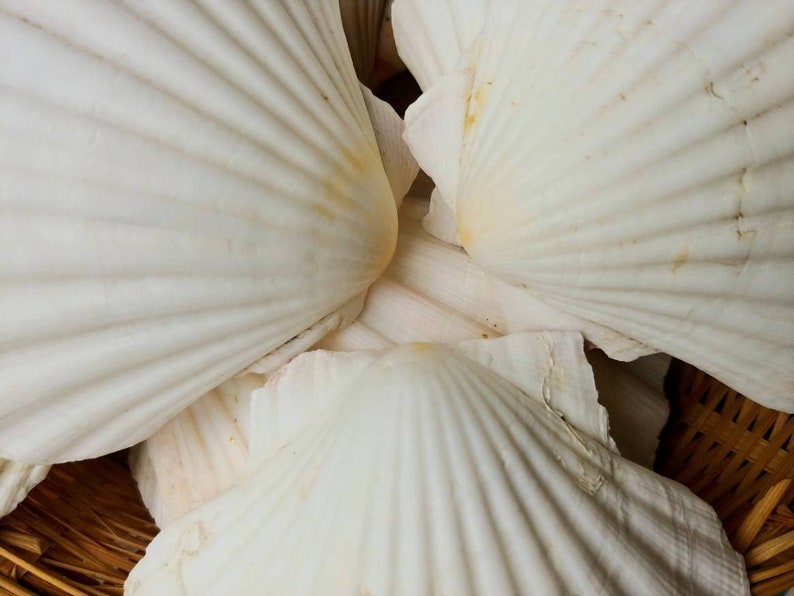 Irish deep sea scallop shell or florida baby scallop shells | Etsy