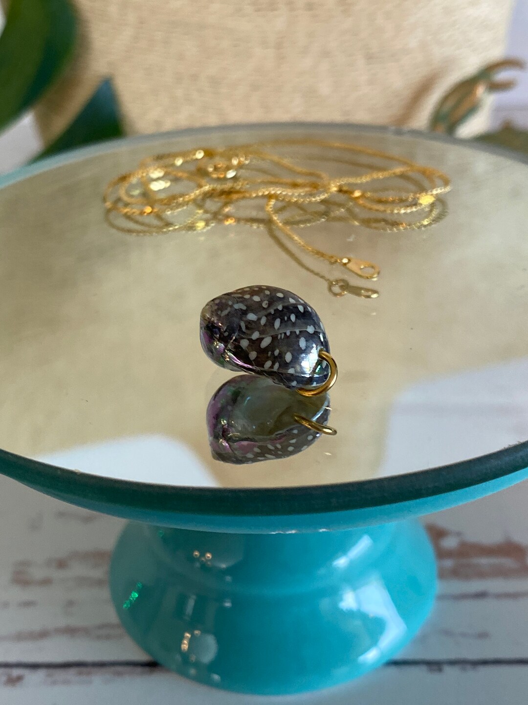 1981 Spotted Moon Shell Necklace, NOS Crustaceancore Gift - Etsy