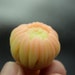 Flower Buds Silicone Mold. Dahlia Bud Chrysanthemum Bud Silicone Mold ...