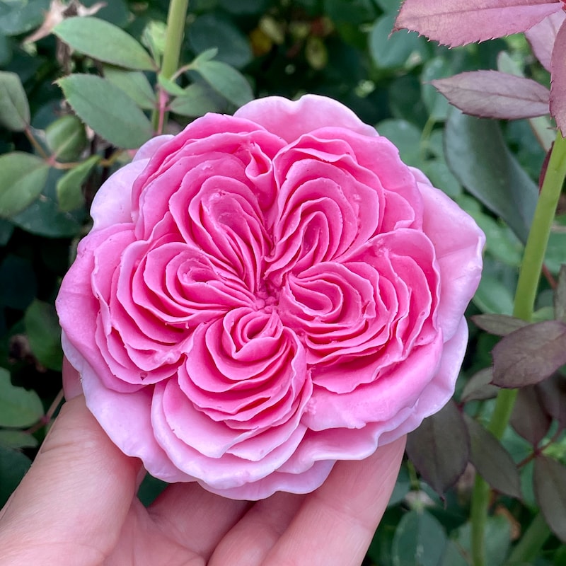 Chocolate Molded Flowers - Etsy