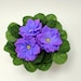 African Violet Silicone Mold. Saintpaulia Flower Silicone Mold. 3d ...