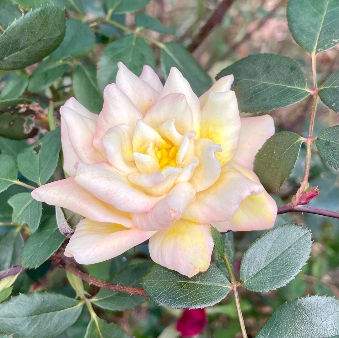 Super Realistic 3d Rose Silicone Mold. Rose Flower Silicone Mold. Craft ...