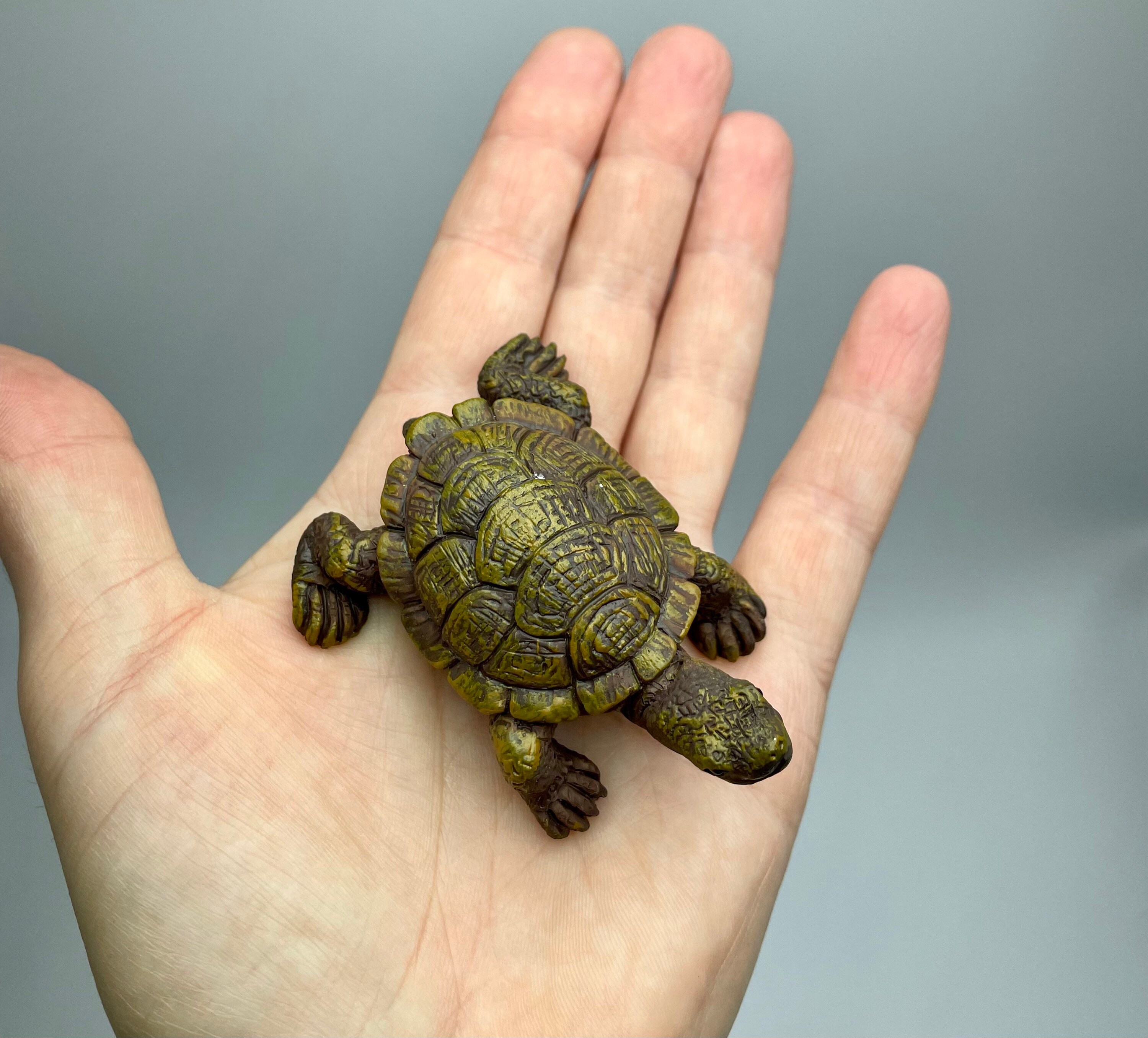 The Smallest Turtle In The World